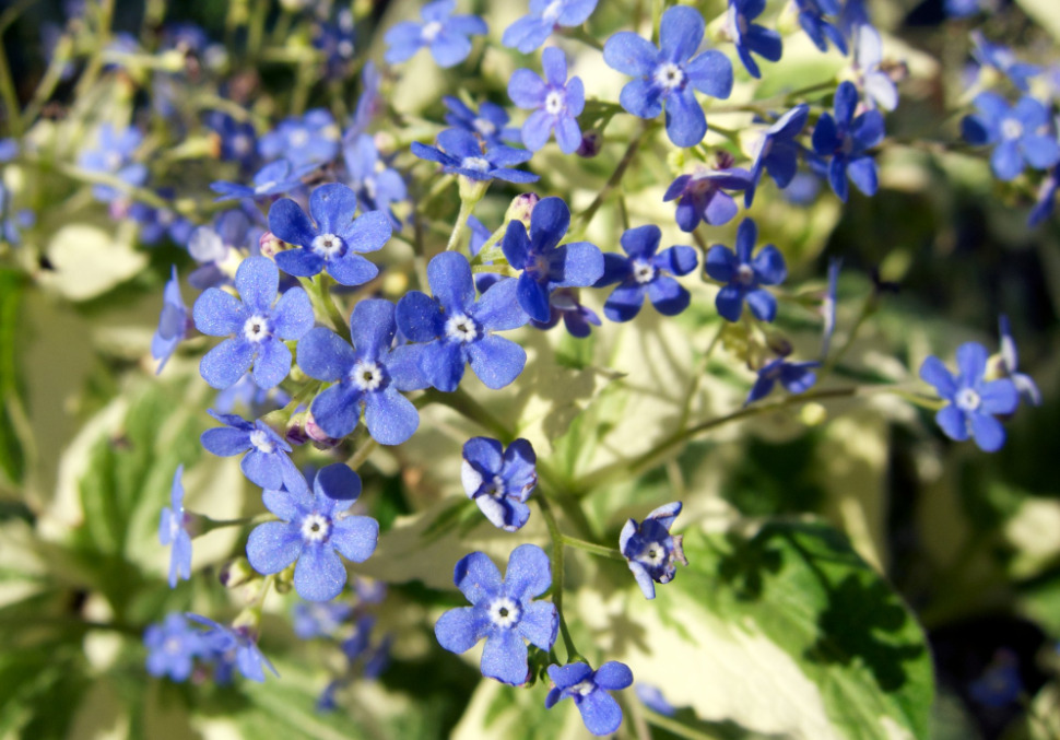Брунера Variegata 1 шт. – купить в питомнике Дирижер Сада